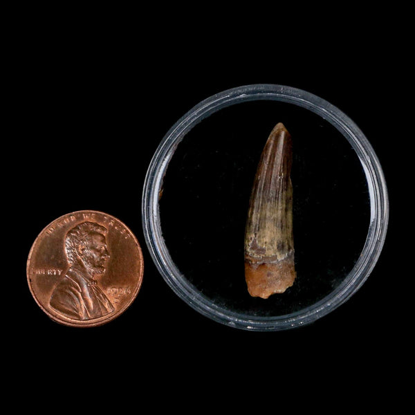 1.1" Suchomimus Fossil Tooth Cretaceous Spinosaurid Dinosaur Elraz FM ...