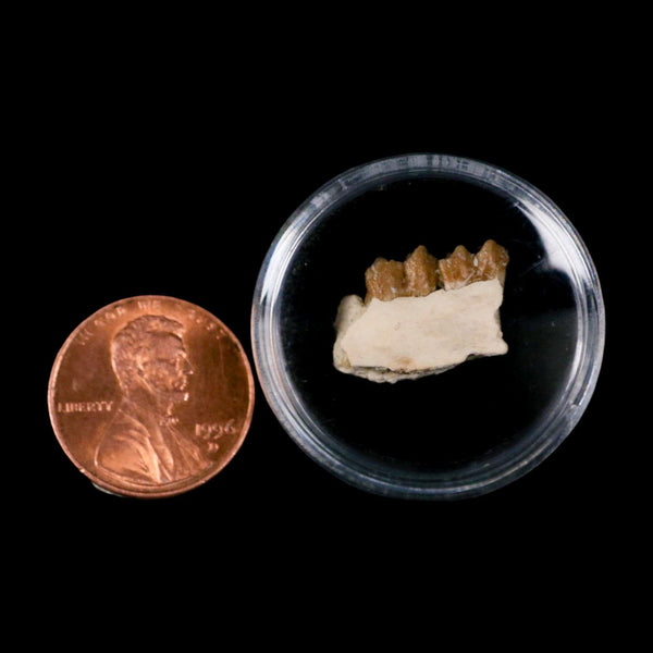 07 Leptomeryx Evansi Oligocene Age Fossil Deer Jaw Teeth Wyoming ...
