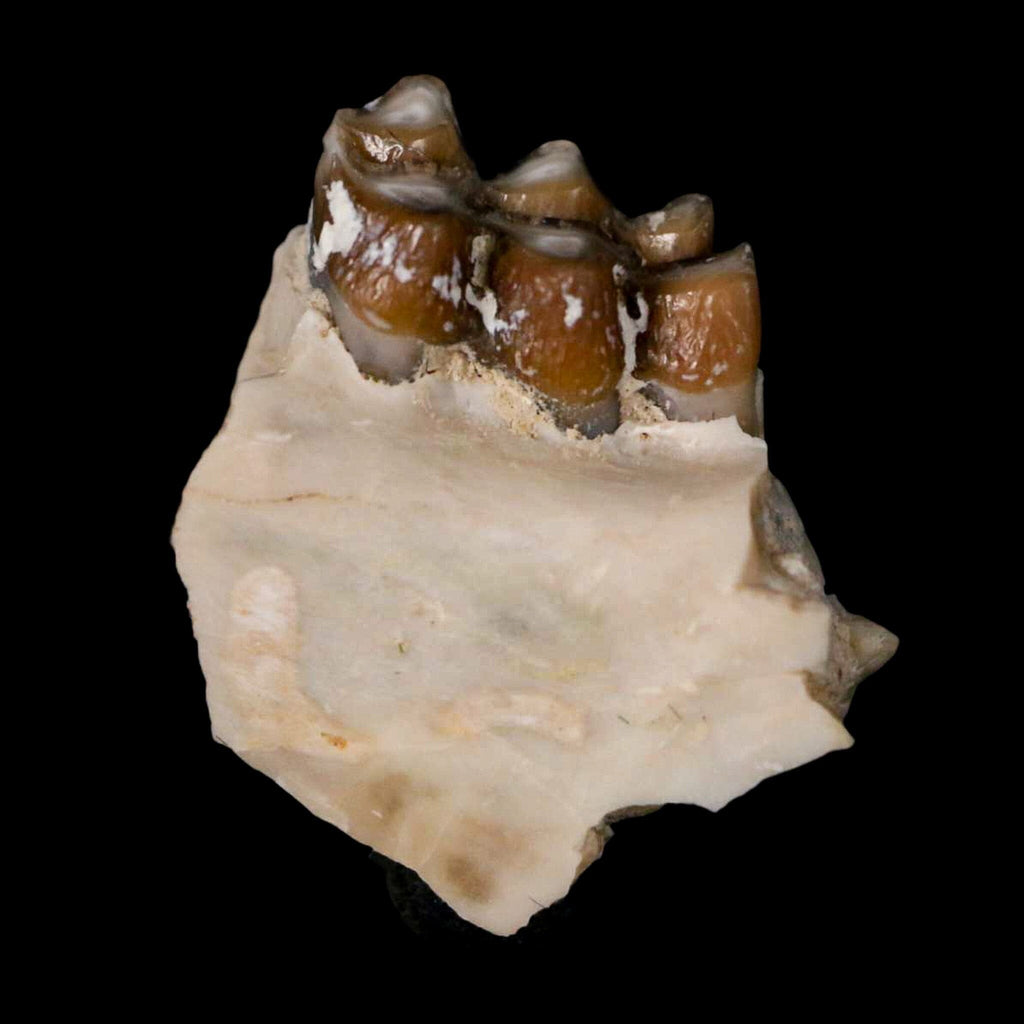 07 Leptomeryx Evansi Oligocene Age Fossil Deer Jaw Teeth Wyoming ...