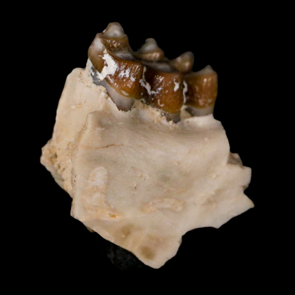 07 Leptomeryx Evansi Oligocene Age Fossil Deer Jaw Teeth Wyoming ...