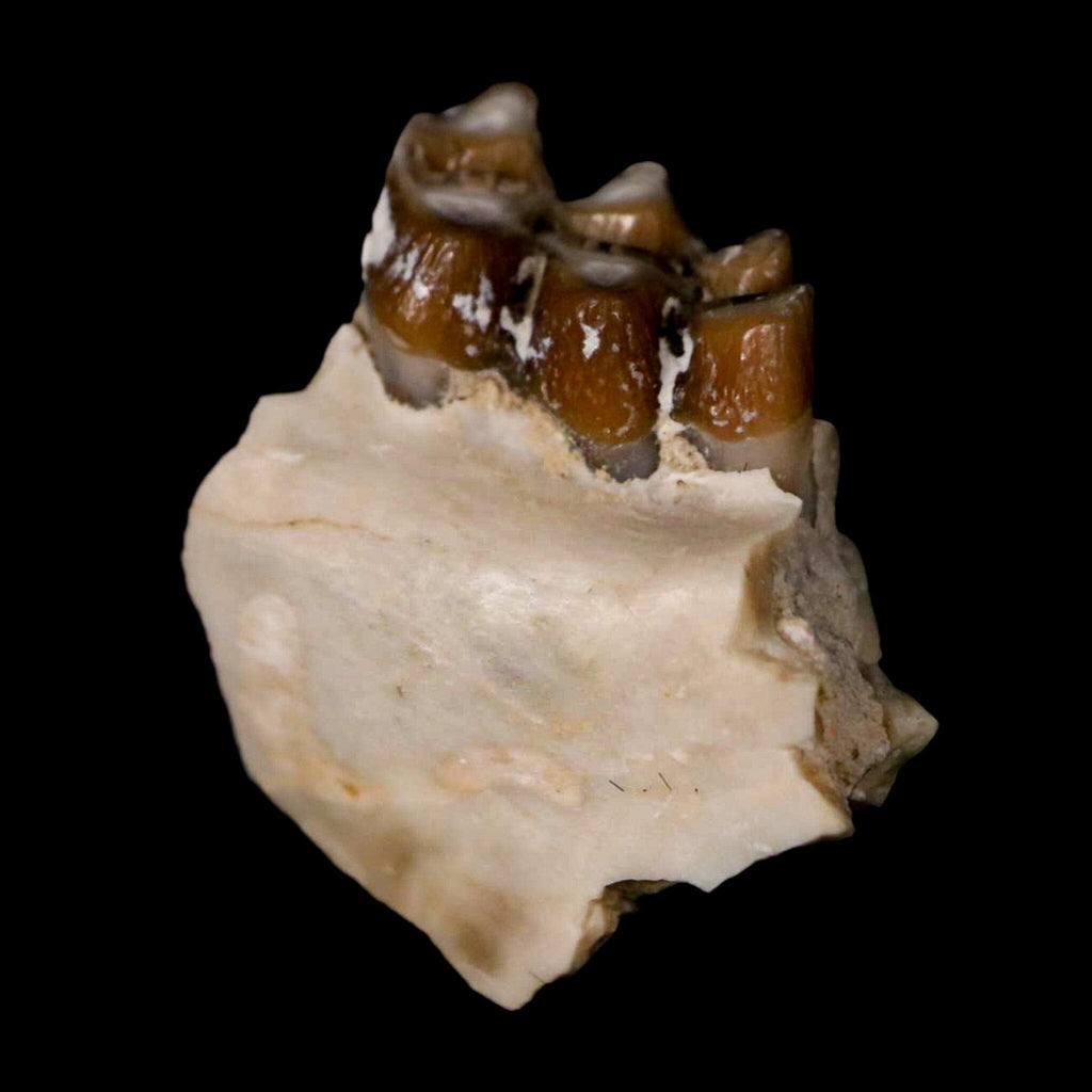 07 Leptomeryx Evansi Oligocene Age Fossil Deer Jaw Teeth Wyoming ...