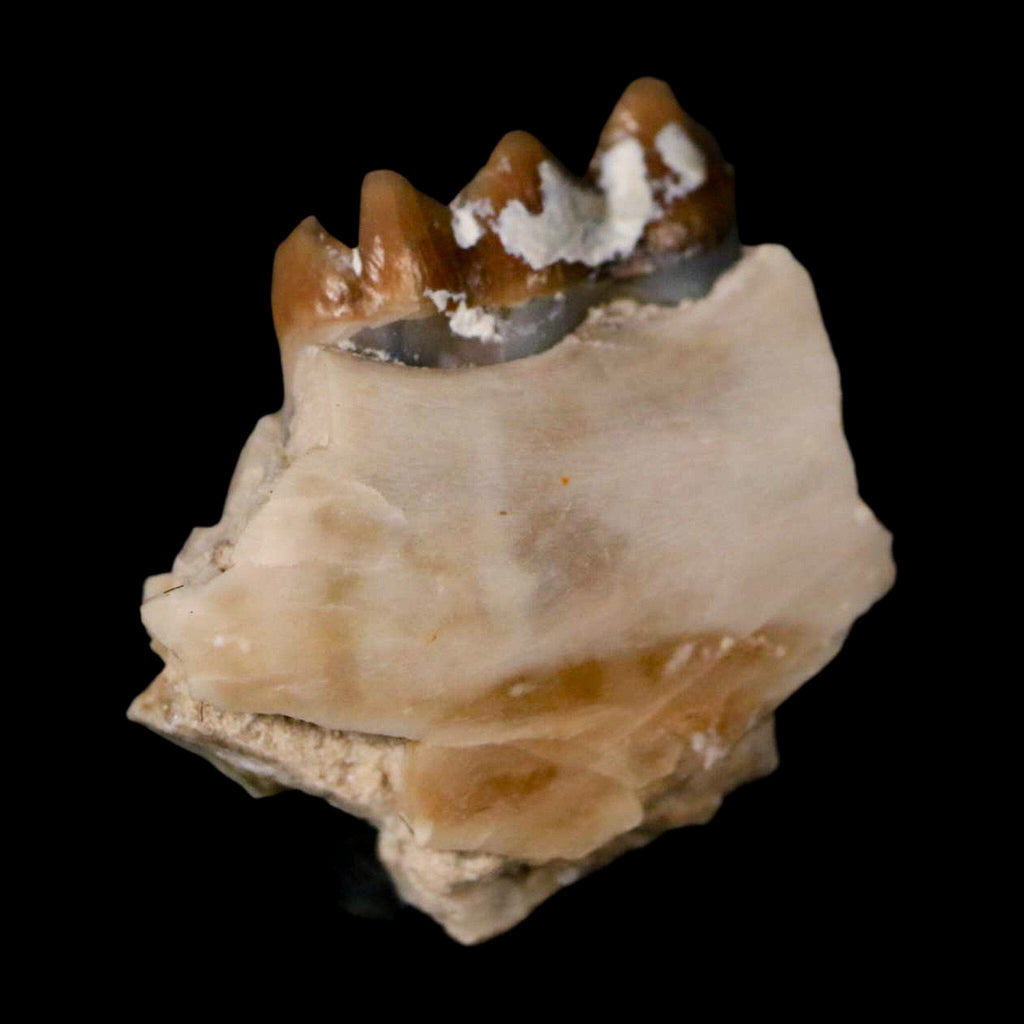 07 Leptomeryx Evansi Oligocene Age Fossil Deer Jaw Teeth Wyoming ...