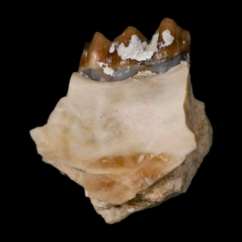 07 Leptomeryx Evansi Oligocene Age Fossil Deer Jaw Teeth Wyoming ...