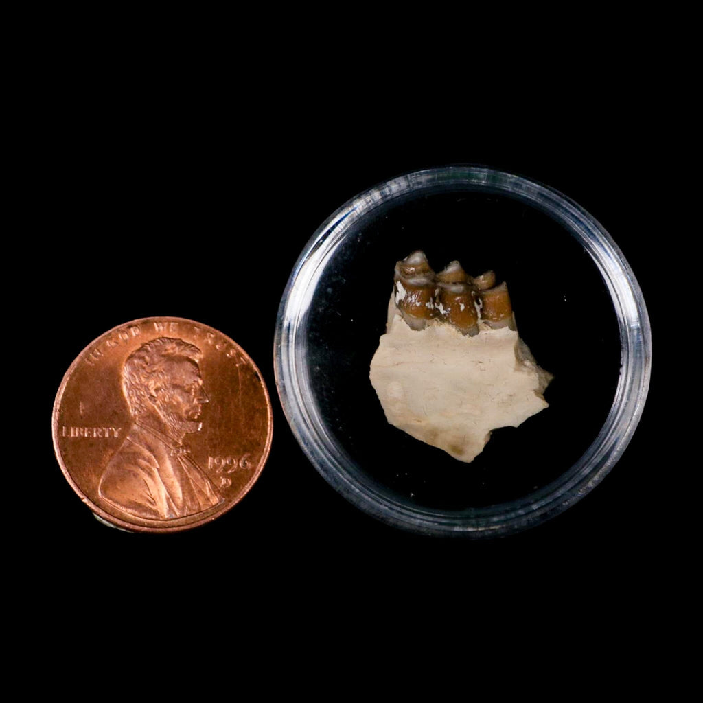 07 Leptomeryx Evansi Oligocene Age Fossil Deer Jaw Teeth Wyoming ...