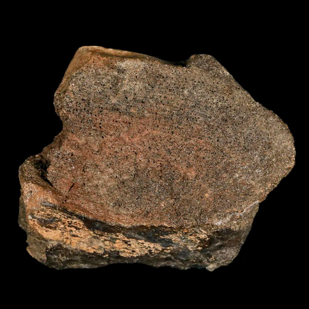 2.2" Lambeosaurus Fossil Bone Marrow Judith River FM MT Cretaceous ...