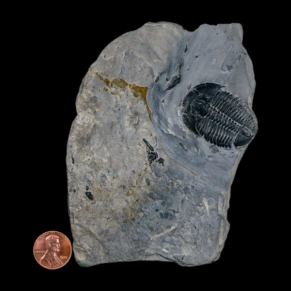 XL 15 Elrathia Kingi Trilobite Fossil In Matrix House Range Utah ...