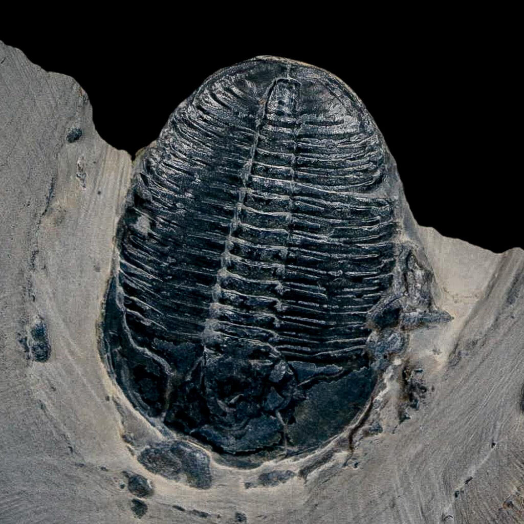 XL 15 Elrathia Kingi Trilobite Fossil In Matrix House Range Utah ...