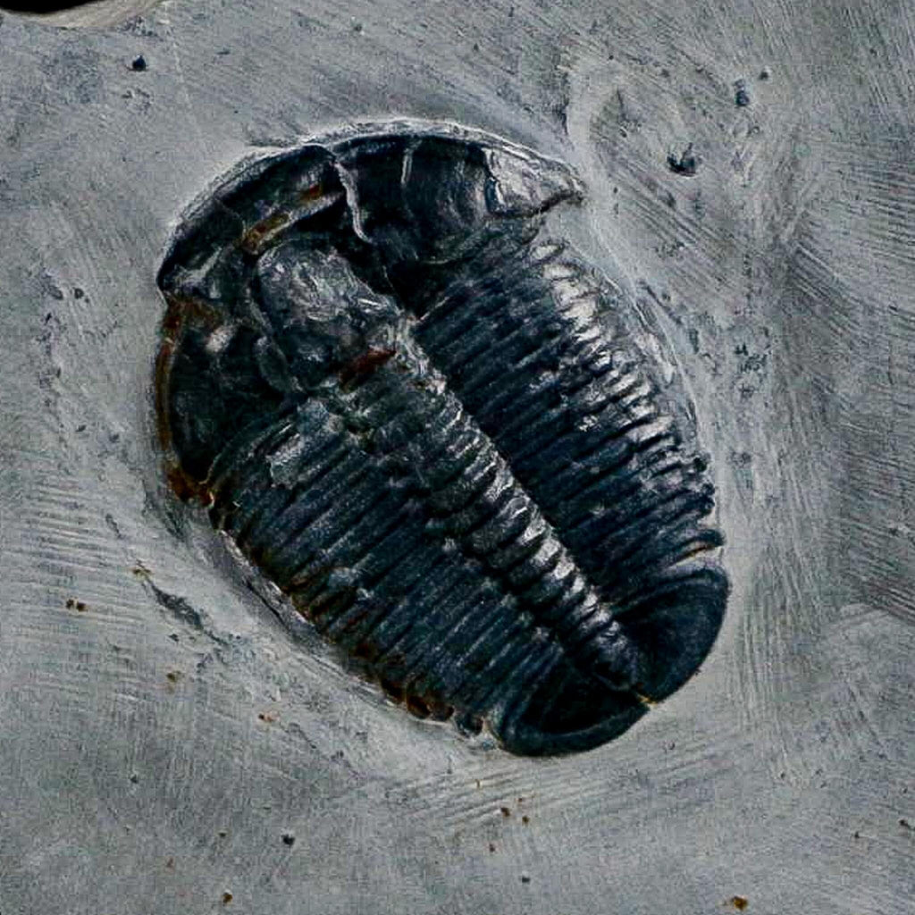 XL 16 Elrathia Kingi Trilobite Fossil In Matrix House Range Utah ...