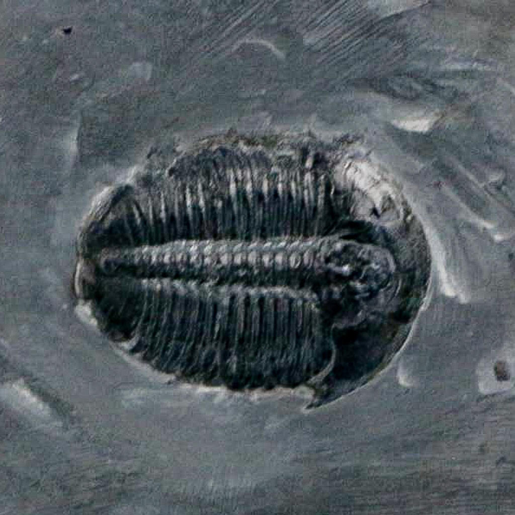 XL 16 Elrathia Kingi Trilobite Fossil In Matrix House Range Utah ...
