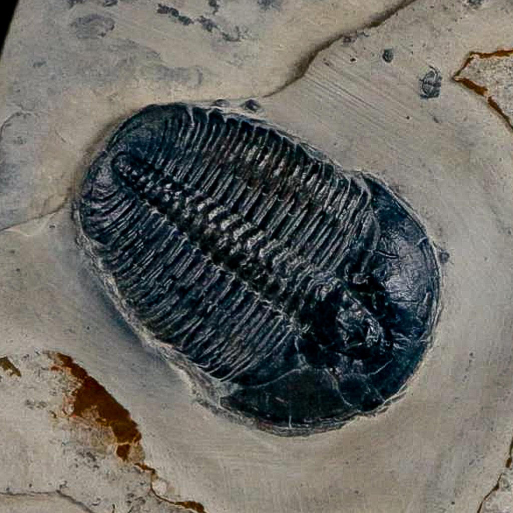 XL 17 Elrathia Kingi Trilobite Fossil In Matrix House Range Utah ...
