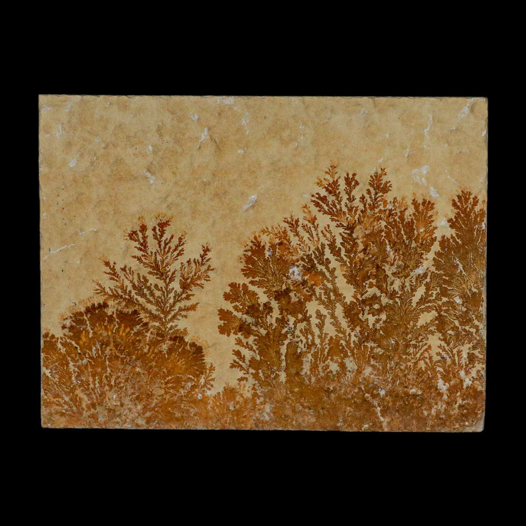 31 Pyrolusite Dendritic Limestone Solnhofen Upper Jurassic Age West Germany