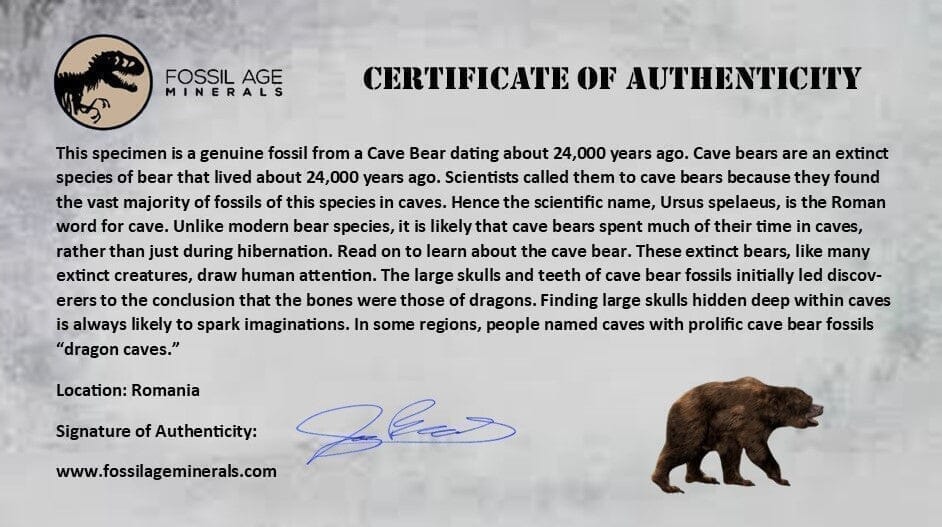 19 Extinct Cave Bear Ursus Spelaeus Molar Tooth Rooted Pleistocene Age COA