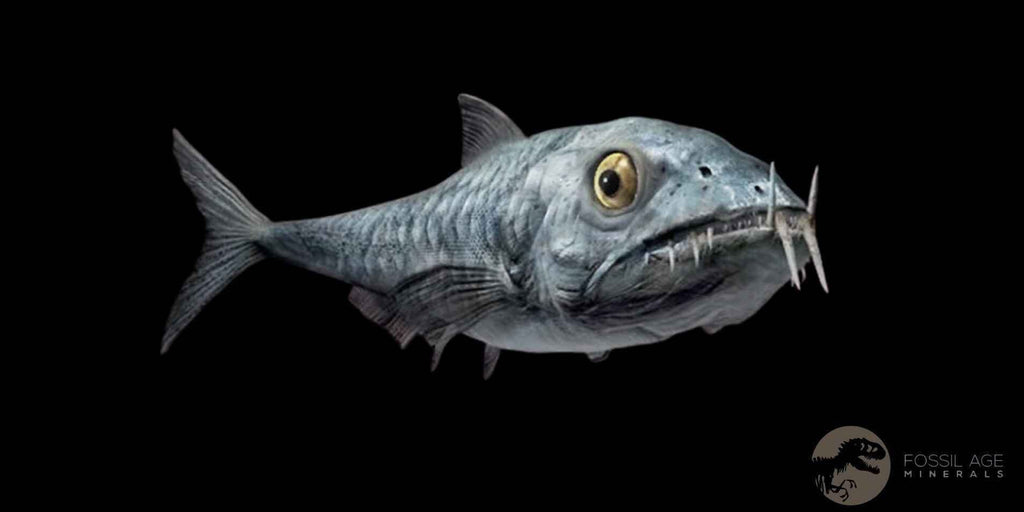 2.5" XL Saber Toothed Herring Fossil Fang Tooth Enchodus Libycus ...