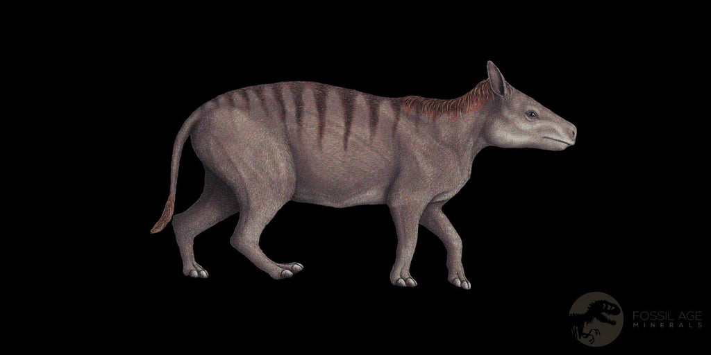 1.3" Oreodont Merycoidodon Fossil Jaw Tooth Bone Oligocene Age Badlands ...