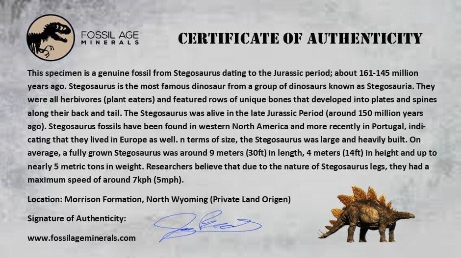 24 Stegosaurus Fossil Specimen Morrison FM Wyoming Jurassic Age ...