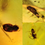 Fossil and Mineral Online Store | Dinosaur Fossils | Fossil Age Minerals