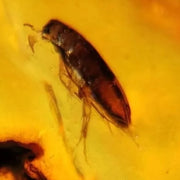 Fossil and Mineral Online Store | Dinosaur Fossils | Fossil Age Minerals