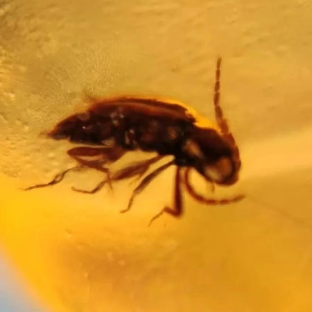 Fossil and Mineral Online Store | Dinosaur Fossils | Fossil Age Minerals