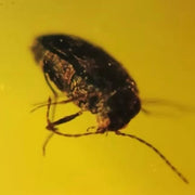 Fossil and Mineral Online Store | Dinosaur Fossils | Fossil Age Minerals