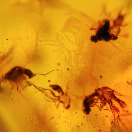 Fossil and Mineral Online Store | Dinosaur Fossils | Fossil Age Minerals