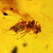 Fossil and Mineral Online Store | Dinosaur Fossils | Fossil Age Minerals