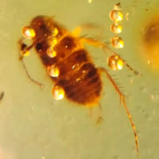 Fossil and Mineral Online Store | Dinosaur Fossils | Fossil Age Minerals