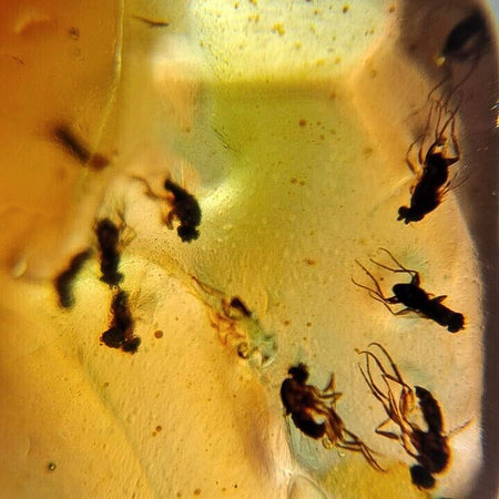 Fossil and Mineral Online Store | Dinosaur Fossils | Fossil Age Minerals