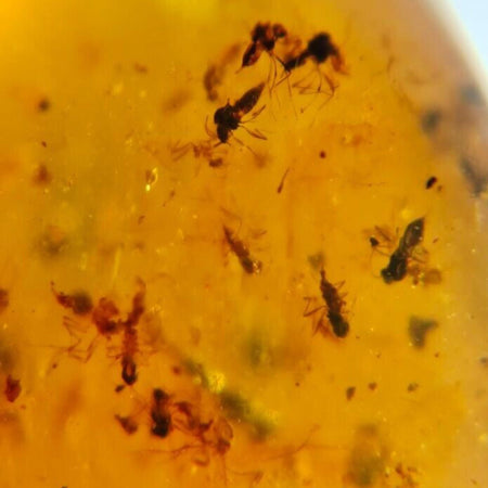 Fossil and Mineral Online Store | Dinosaur Fossils | Fossil Age Minerals