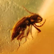 Fossil and Mineral Online Store | Dinosaur Fossils | Fossil Age Minerals