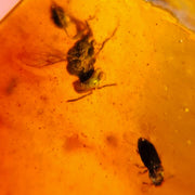 Fossil and Mineral Online Store | Dinosaur Fossils | Fossil Age Minerals