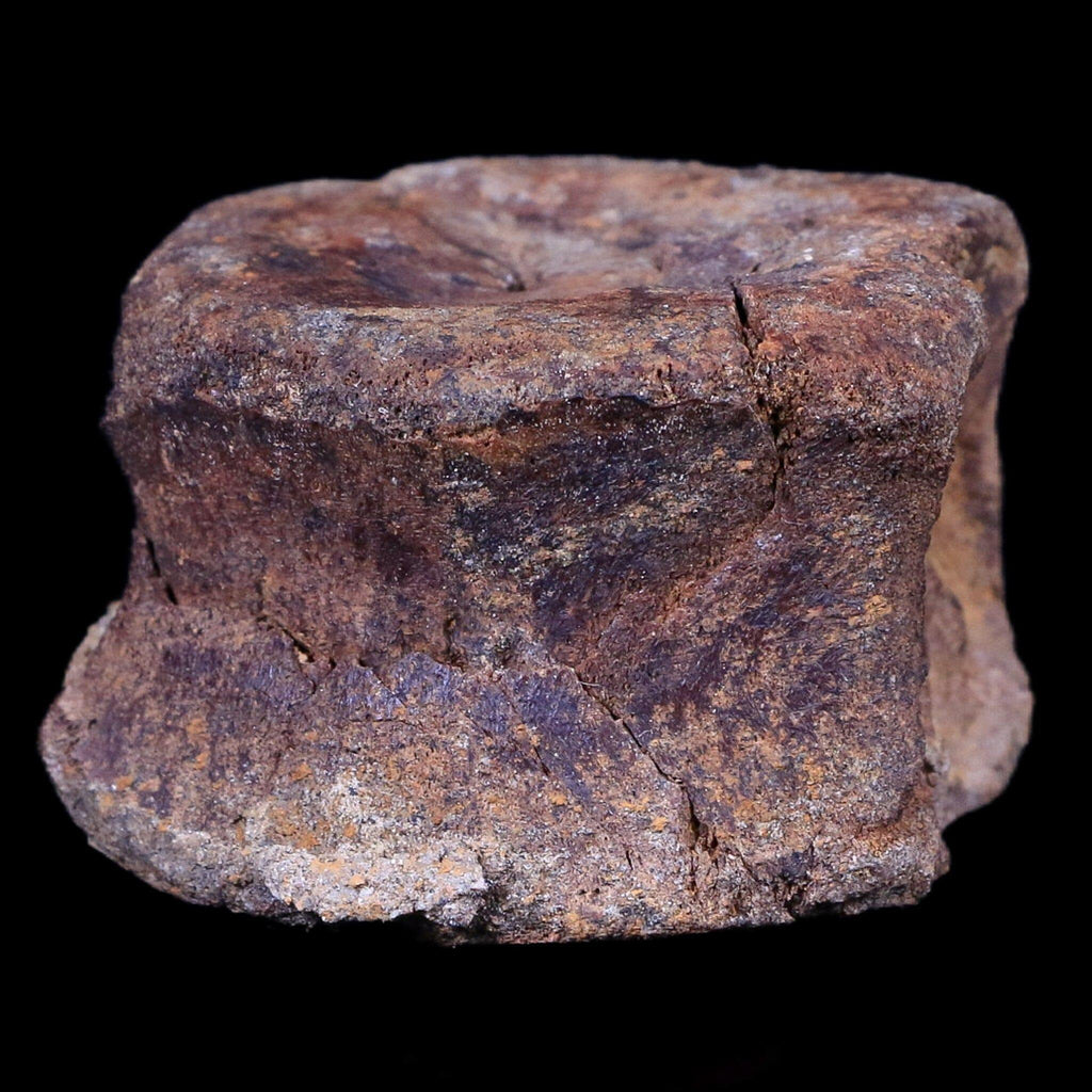 2.1" Edmontosaurus Dinosaur Fossil Tail Caudal Vertebrae Bone Lance ...