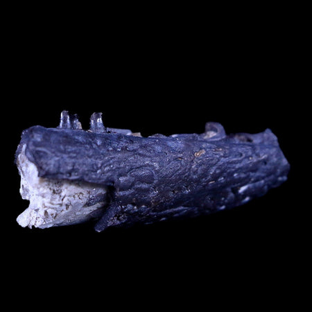 Permian Reptile Collection - For Sale - Fossil Age Minerals