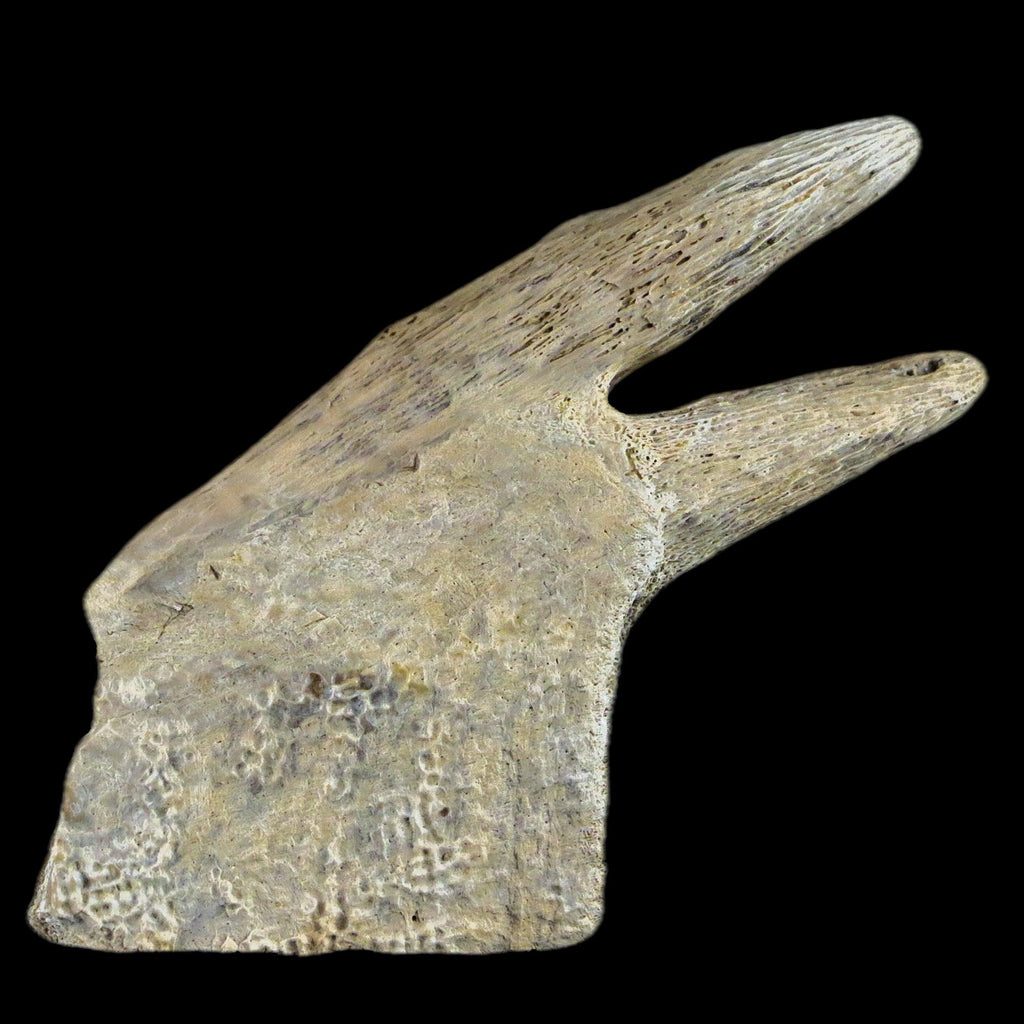 3" Fossil Turtle Shell Ribs Attached Lance Creek Formation WY ...