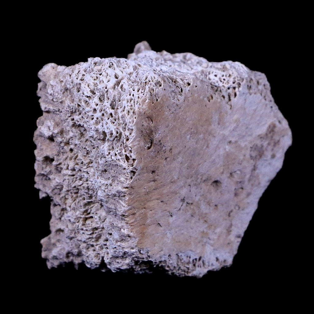 1.7" Glyptodon Fossil Osteoderm Scute Plate Bony Armor Pleistocene Age ...