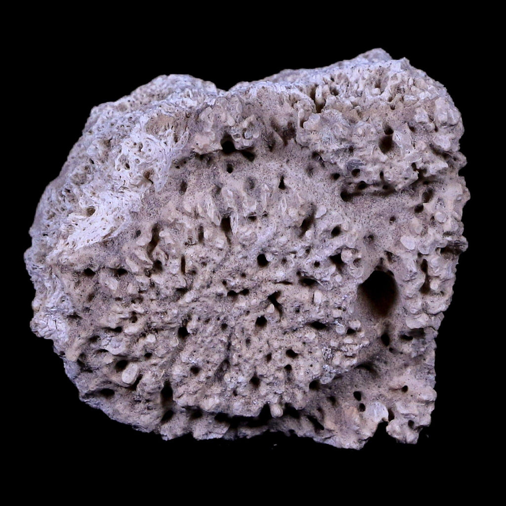 1.7" Glyptodon Fossil Osteoderm Scute Plate Bony Armor Pleistocene Age ...