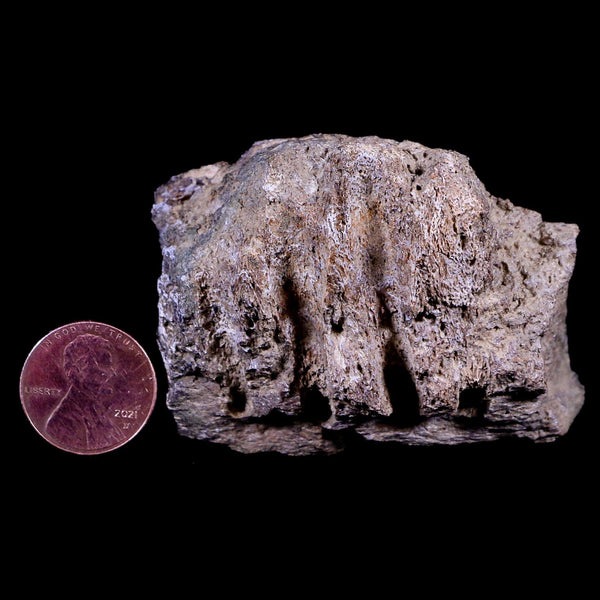 23 Edmontosaurus Fossil Jaw Maxilla Bone Lance Creek Cretaceous ...