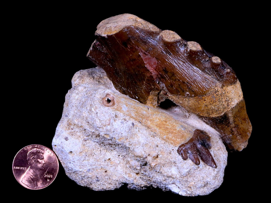 2 Two Basilosaurus Tooth Rooted 34 Mil Yrs Old Late Eocene COA