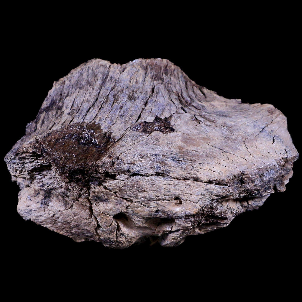4 Edmontosaurus Dinosaur Fossil Brian Case Bone Section Lance Creek WY COA