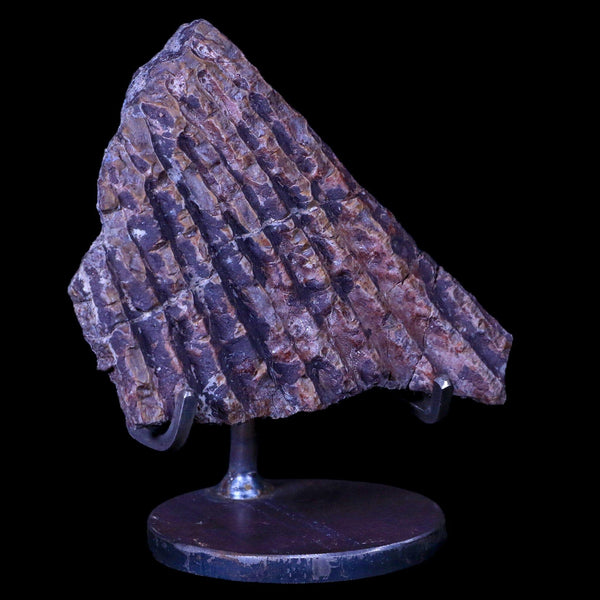 4.1" Koskinonodon Metoposaur Skull Scute Triassic Age Chinle Formation ...